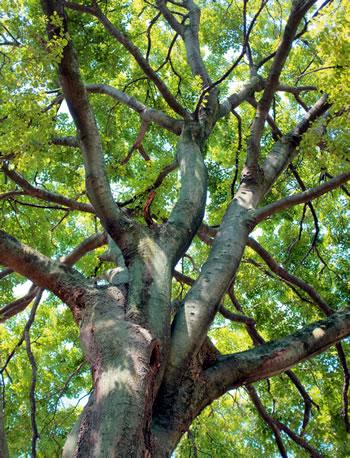 Under the Narra Tree - Missionary Society of St. Columban | Philippines